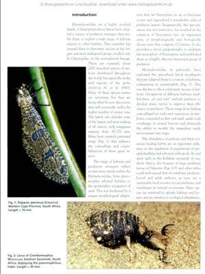 MYRMELEONTIDAE / ANTLIONS EMBEDDED IN CASTING RESIN