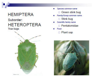 EUSTHENES ROBUSTUS EMBEDDED IN CASTING RESIN