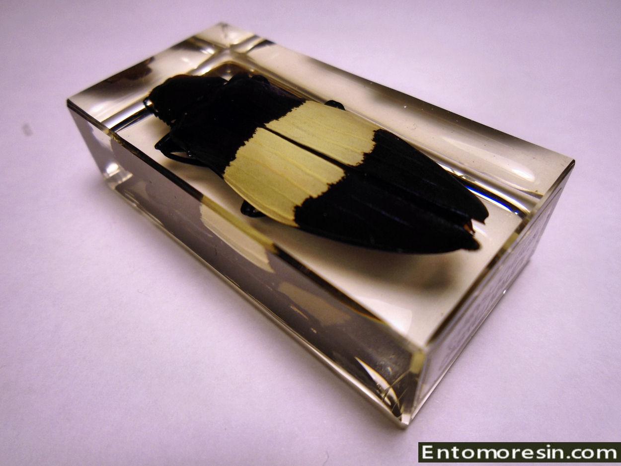 CHRYSOCHROA CASTELNAUDI CLEAR RESIN ENCAPSULATION