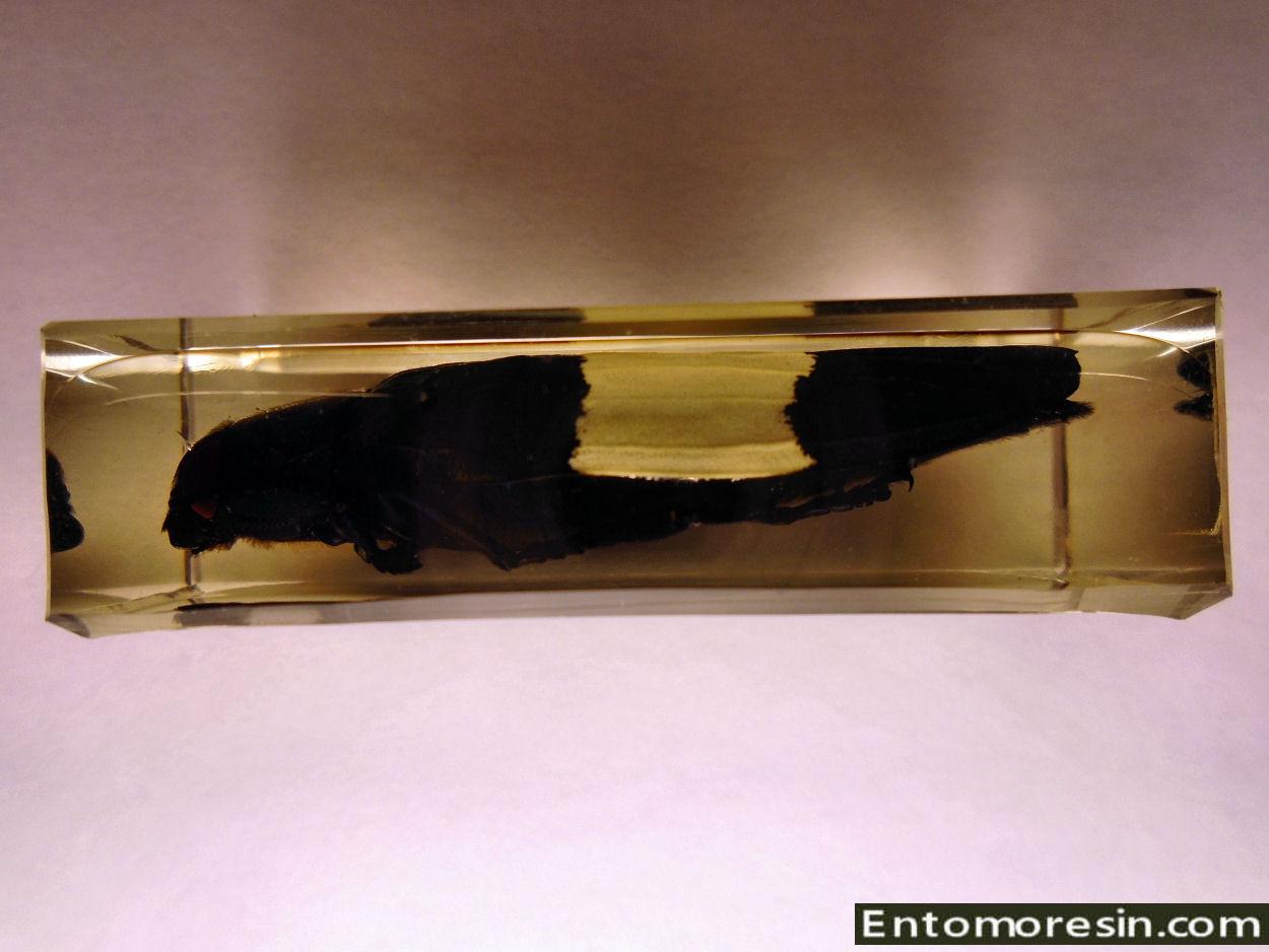 CHRYSOCHROA CASTELNAUDI CLEAR RESIN ENCAPSULATION