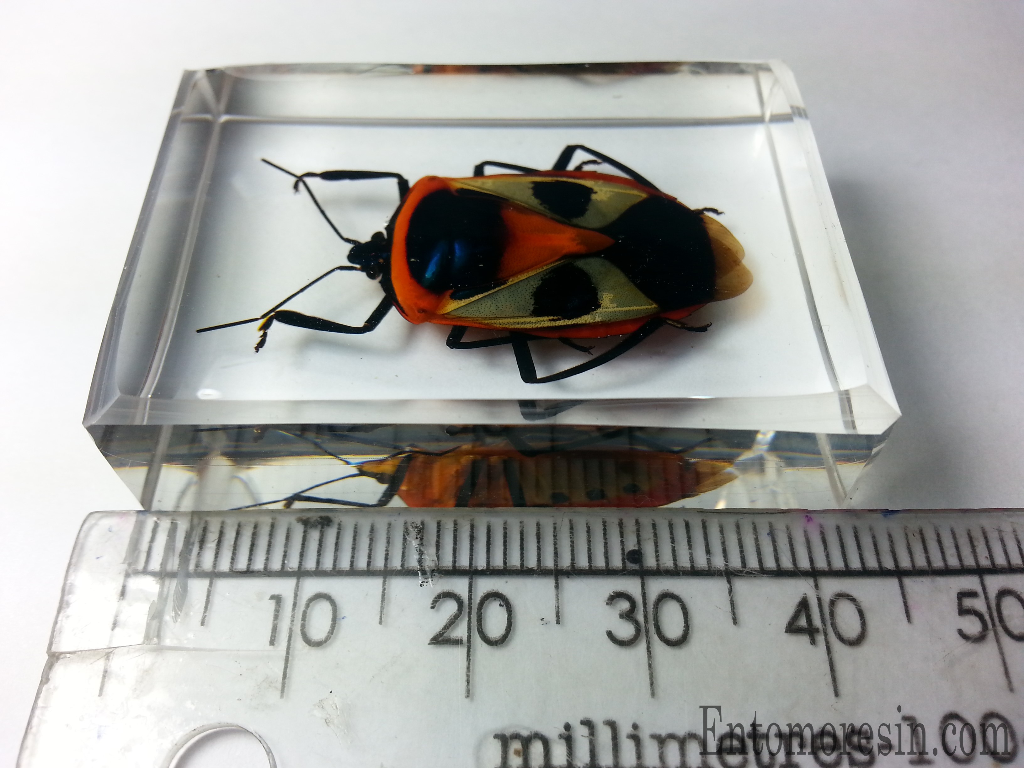 CATACANTHUS PUNCTUS RESIN ENCAPSULATION