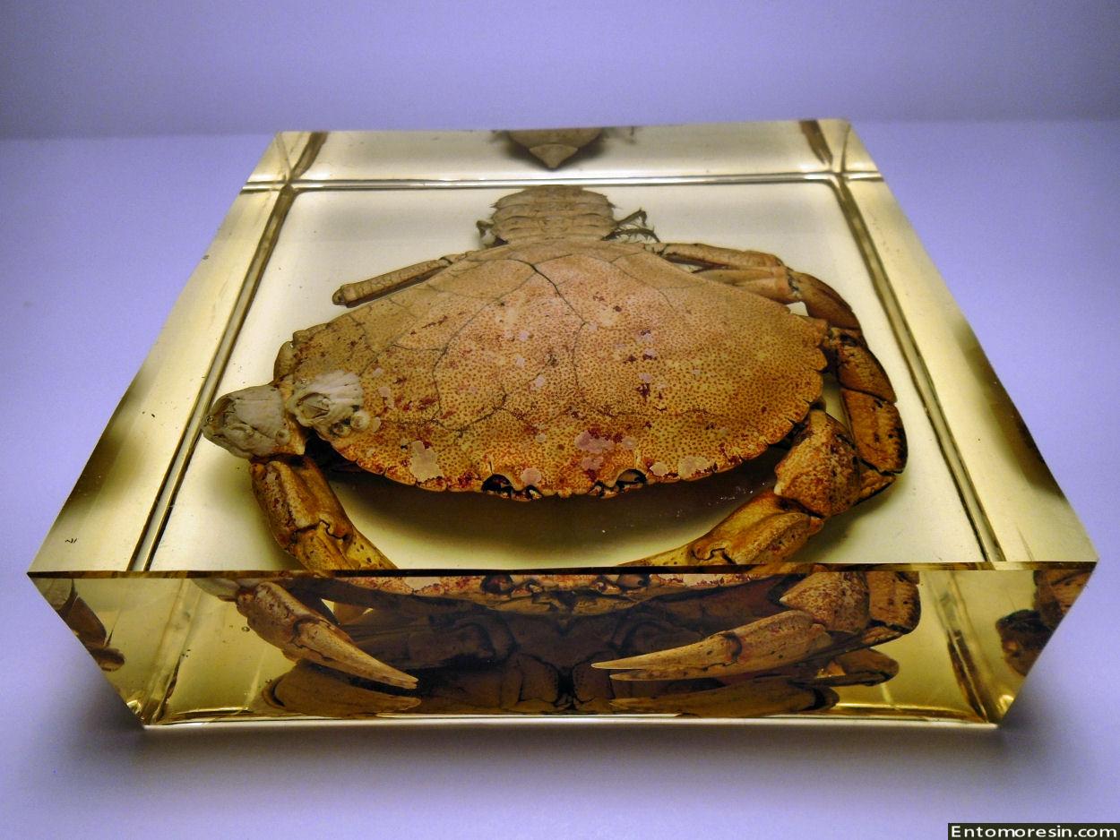 CANCER IRRORATUS CRAB CLEAR RESIN ENCAPSULATION