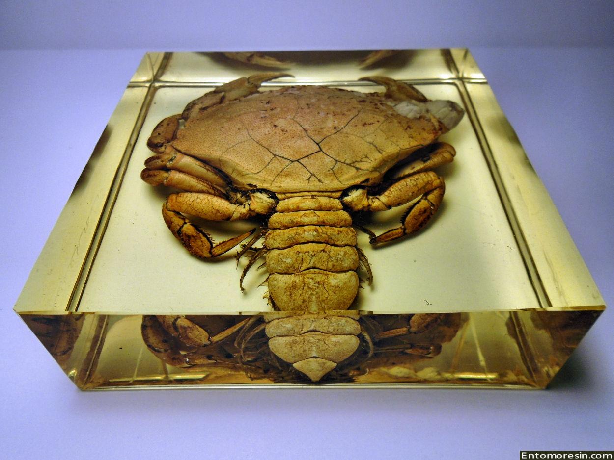 CANCER IRRORATUS CRAB CLEAR RESIN ENCAPSULATION