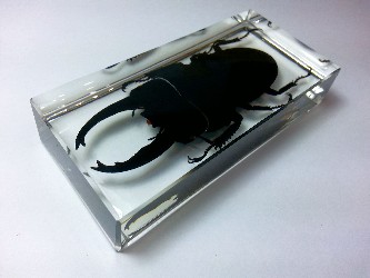 DORCUS ALCIDES ( LONG HORN )