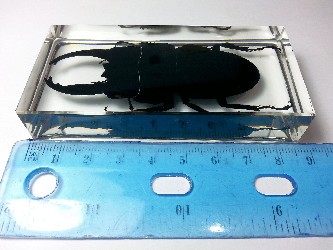 DORCUS ALCIDES ( LONG HORN )