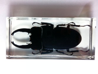 DORCUS ALCIDES ( LONG HORN )