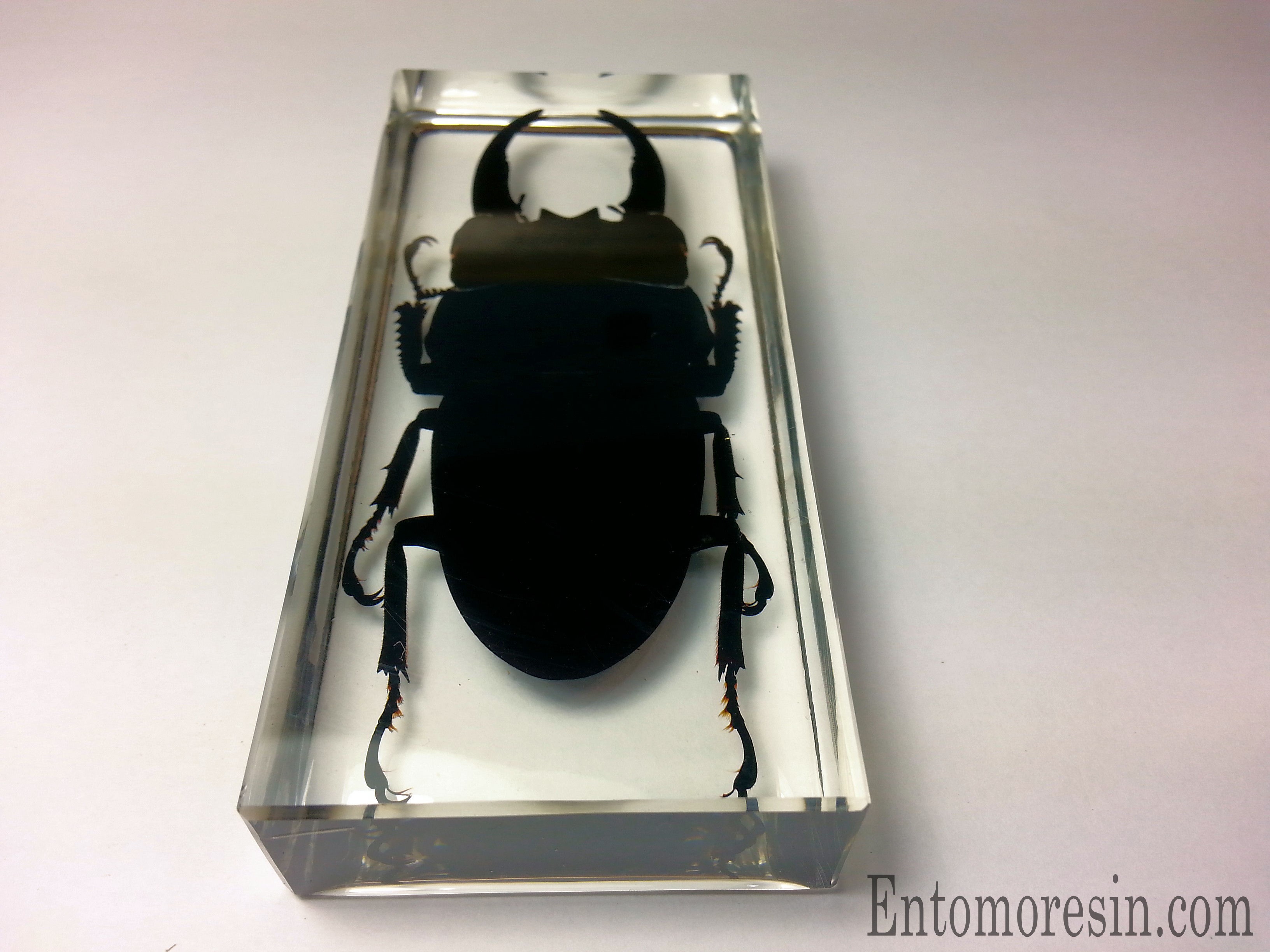 DORCUS ALCIDES ( LONG HORN )