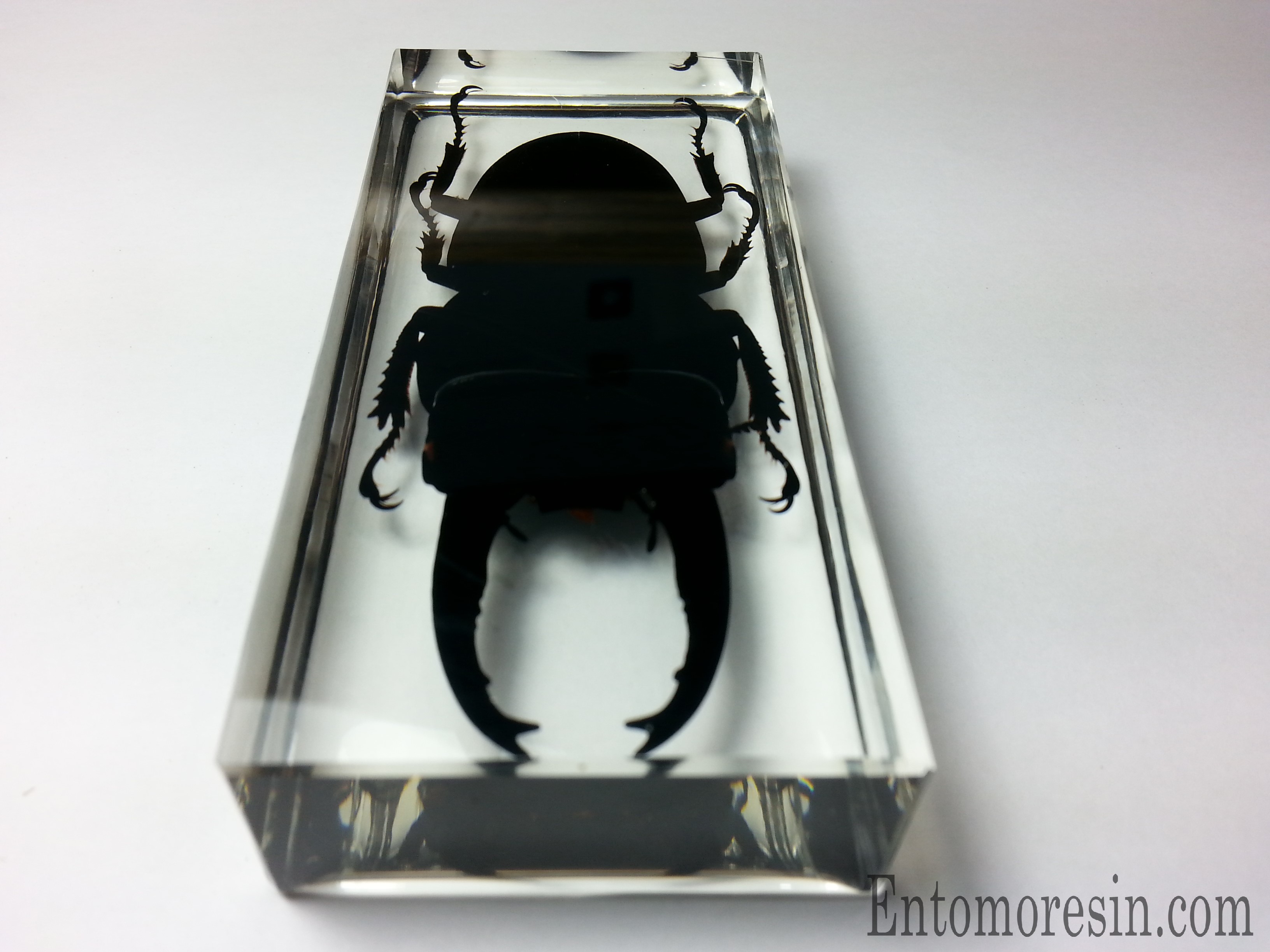 DORCUS ALCIDES ( LONG HORN )