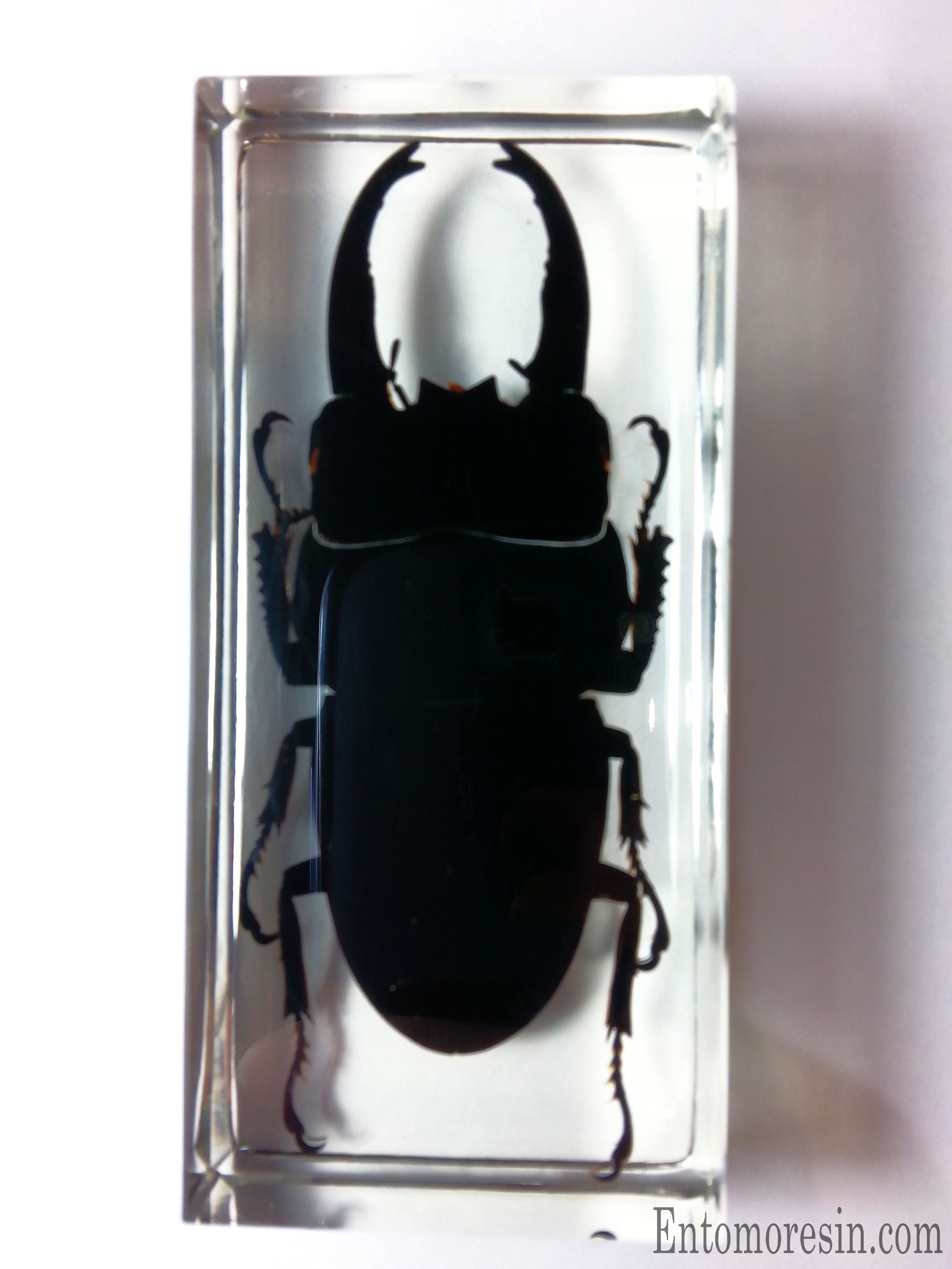 DORCUS ALCIDES ( LONG HORN )