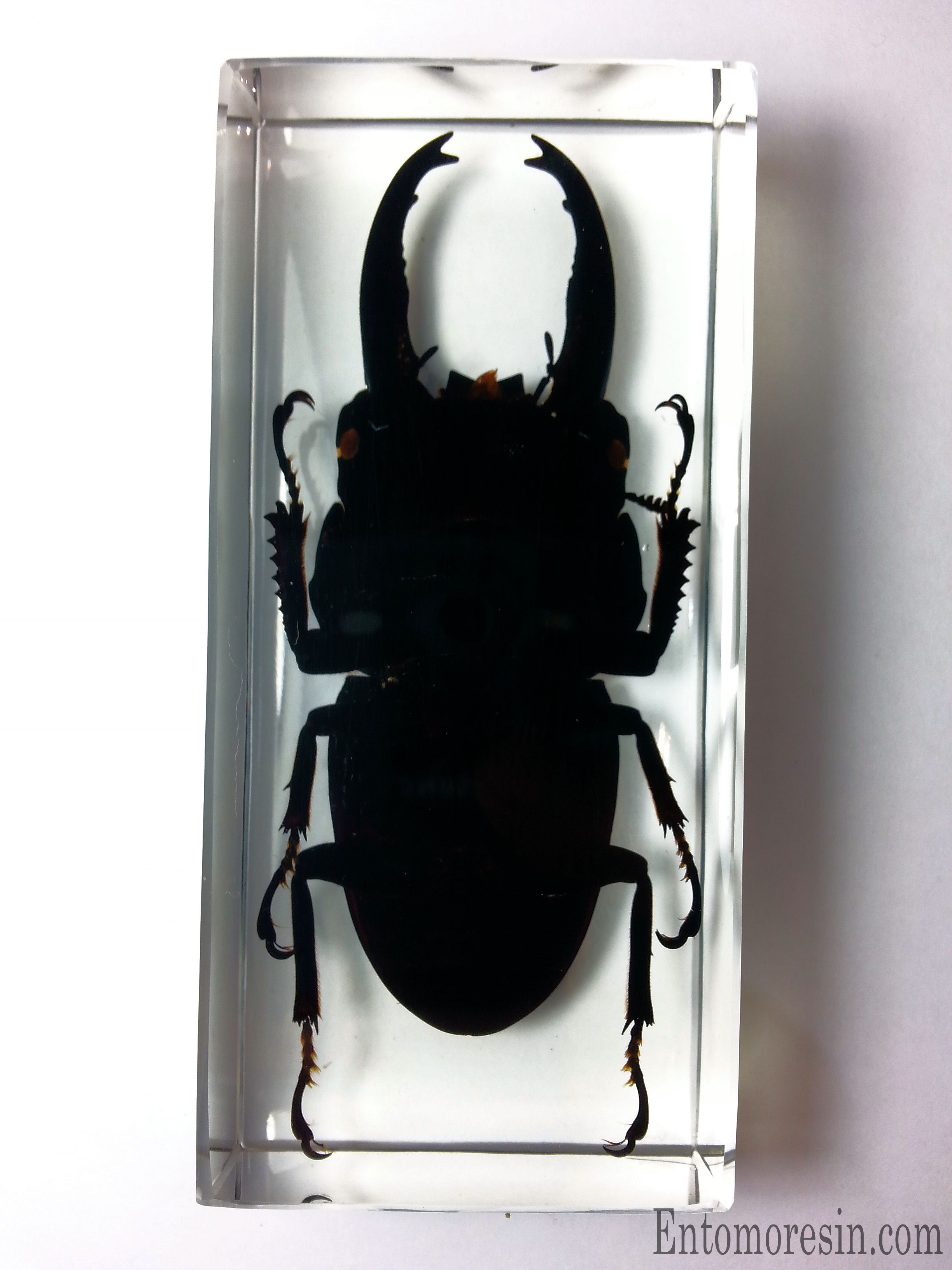 DORCUS ALCIDES ( LONG HORN )