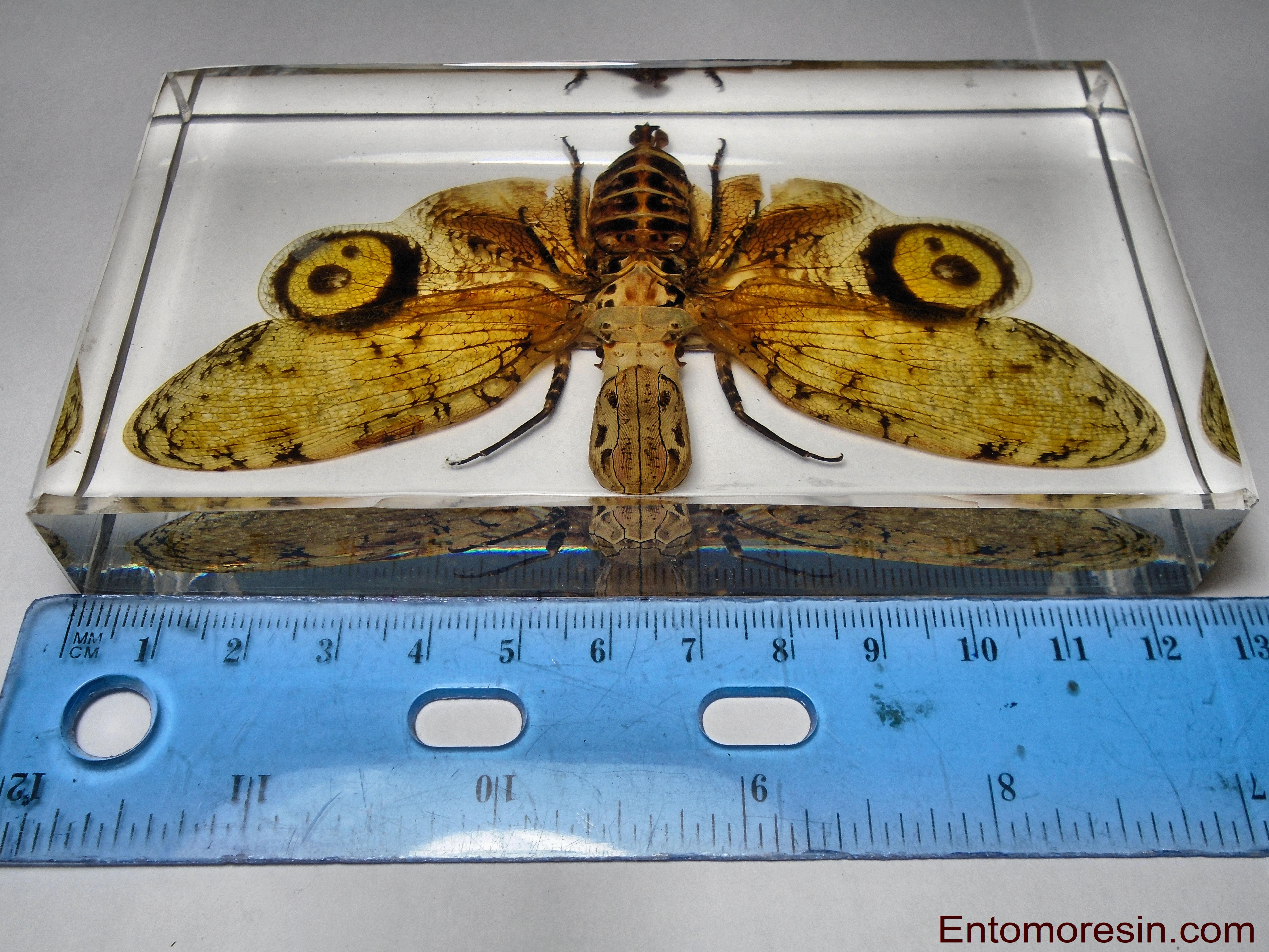 FULGORA LATERNARIA EMBEDDED IN CASTING RESIN