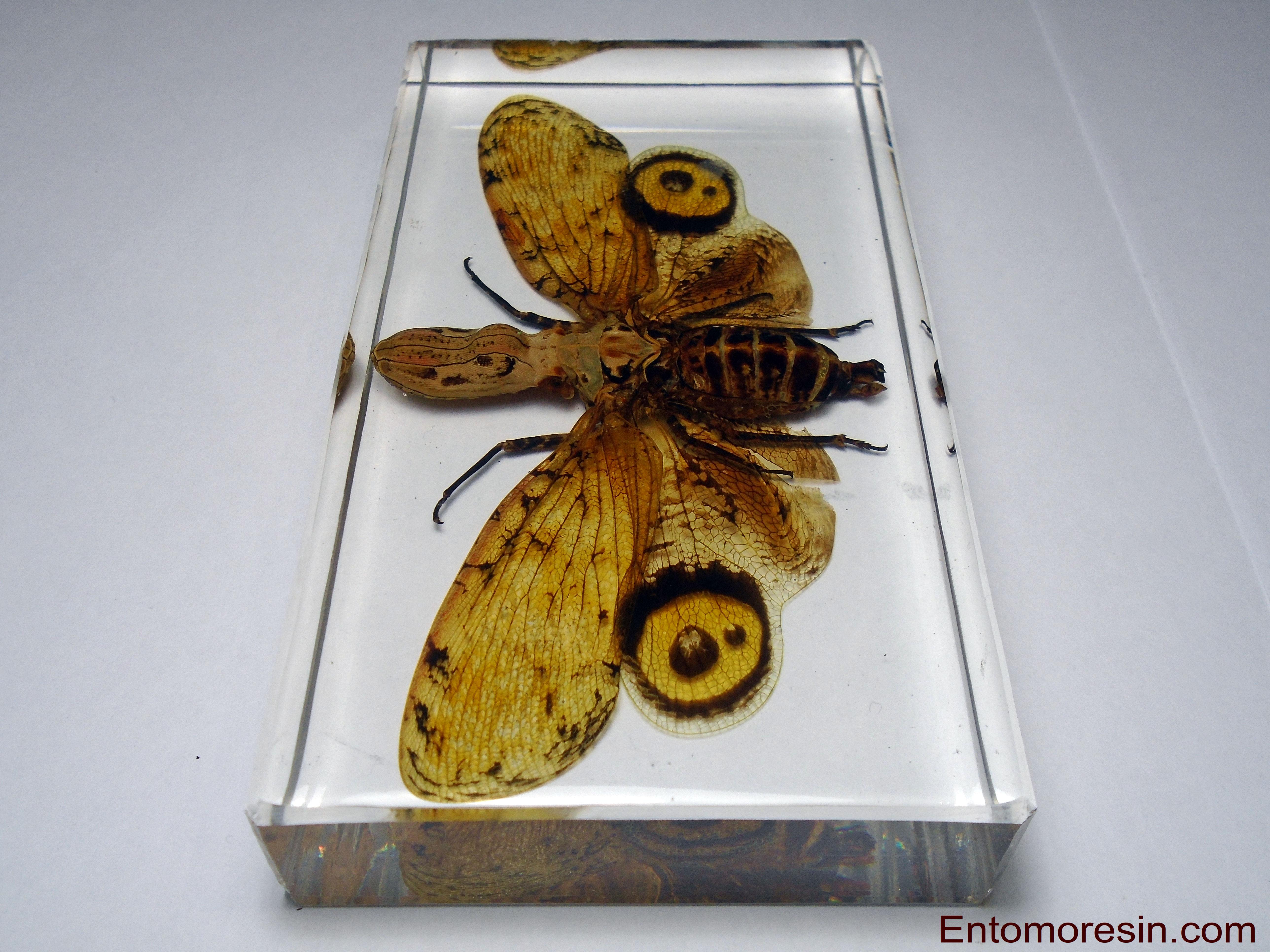 FULGORA LATERNARIA EMBEDDED IN CASTING RESIN