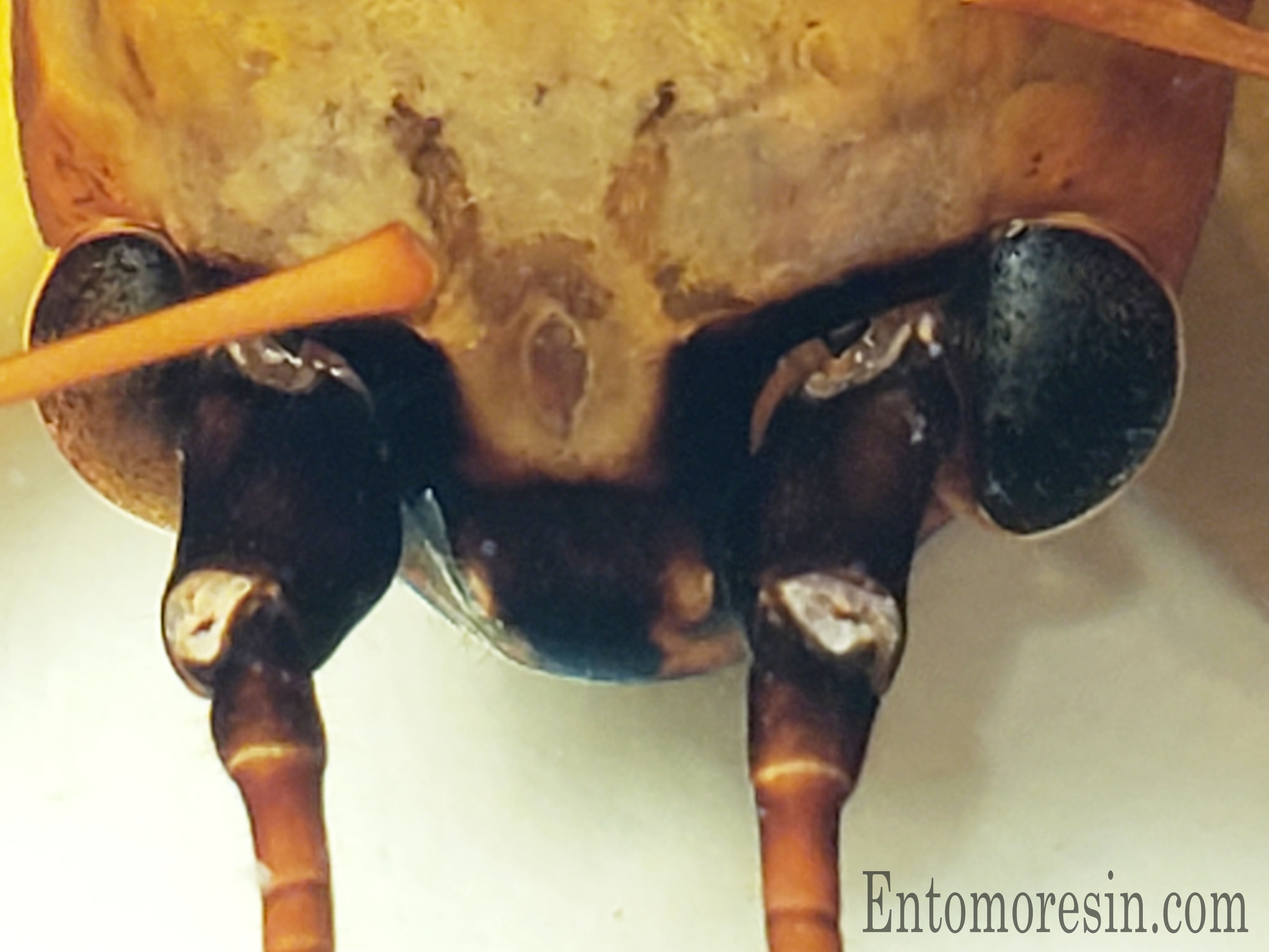 GRYLLACRIDIDAE / ENSIFERA