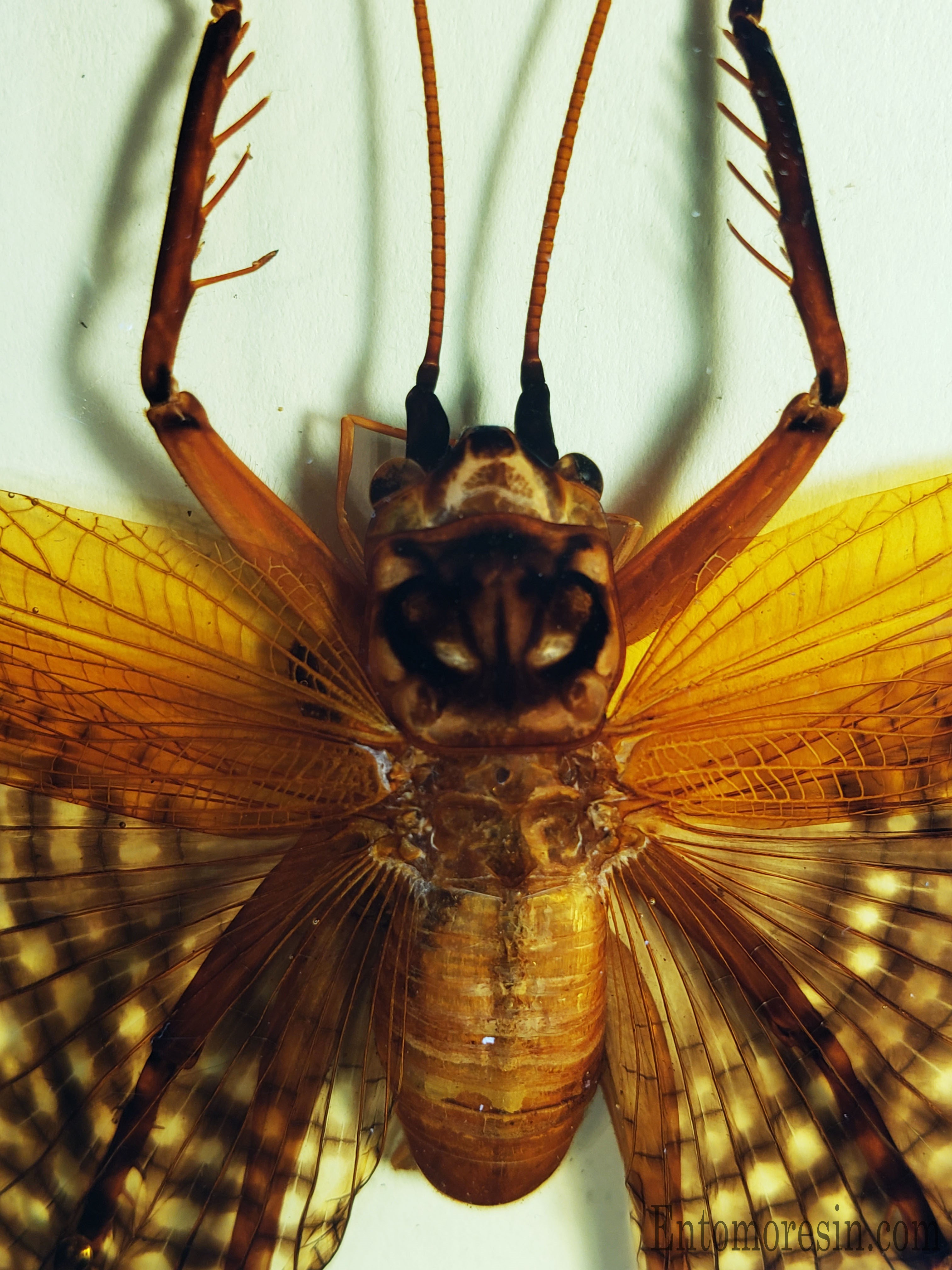 GRYLLACRIDIDAE / ENSIFERA