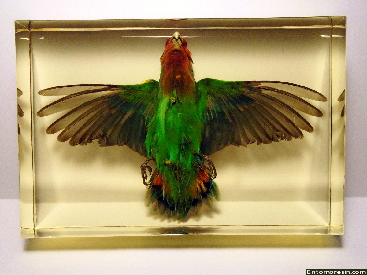 Resin Encapsulation | The Stalking Directory