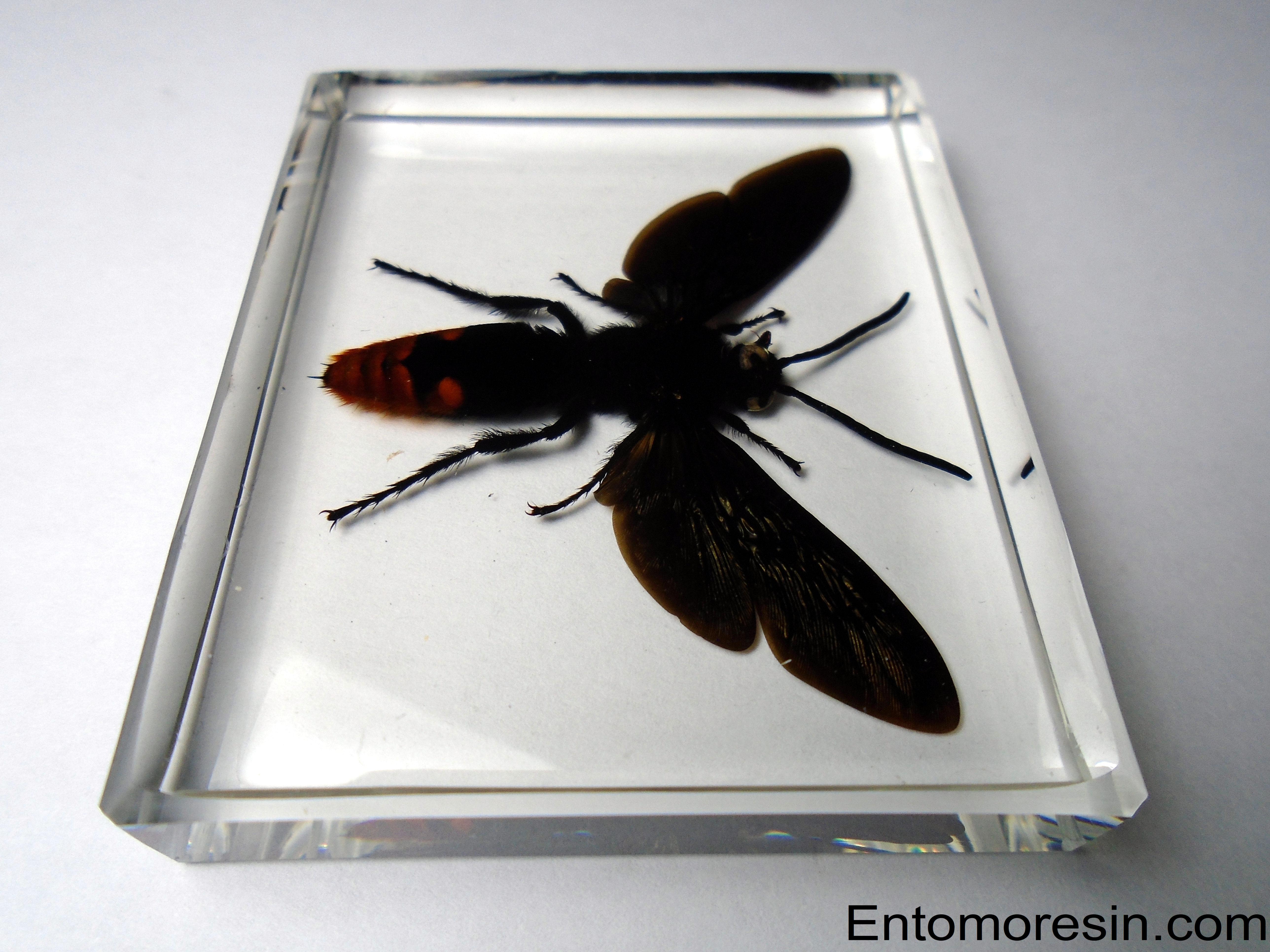 MEGASCOLIA AZUREA WASP