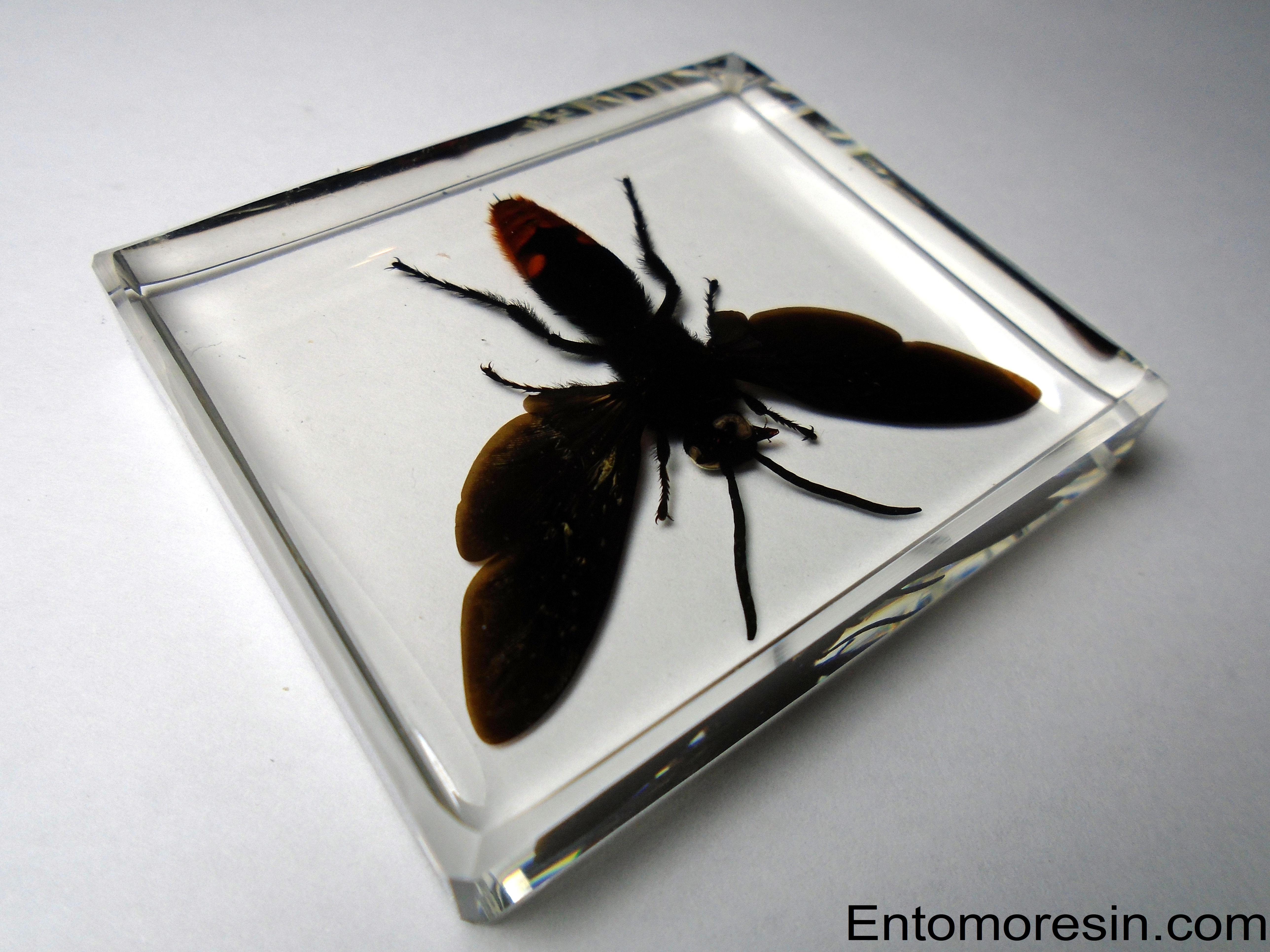 MEGASCOLIA AZUREA WASP