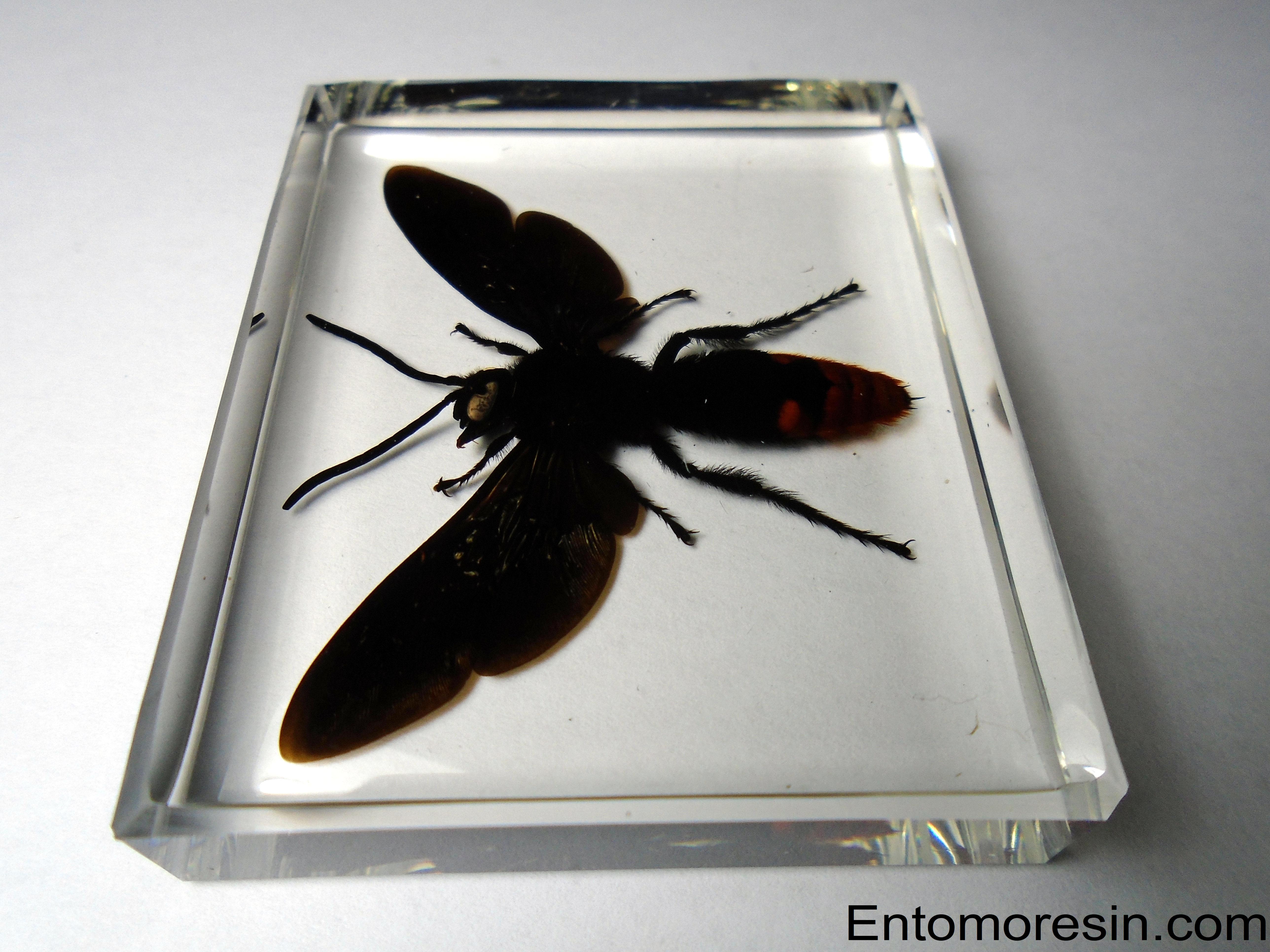 MEGASCOLIA AZUREA WASP