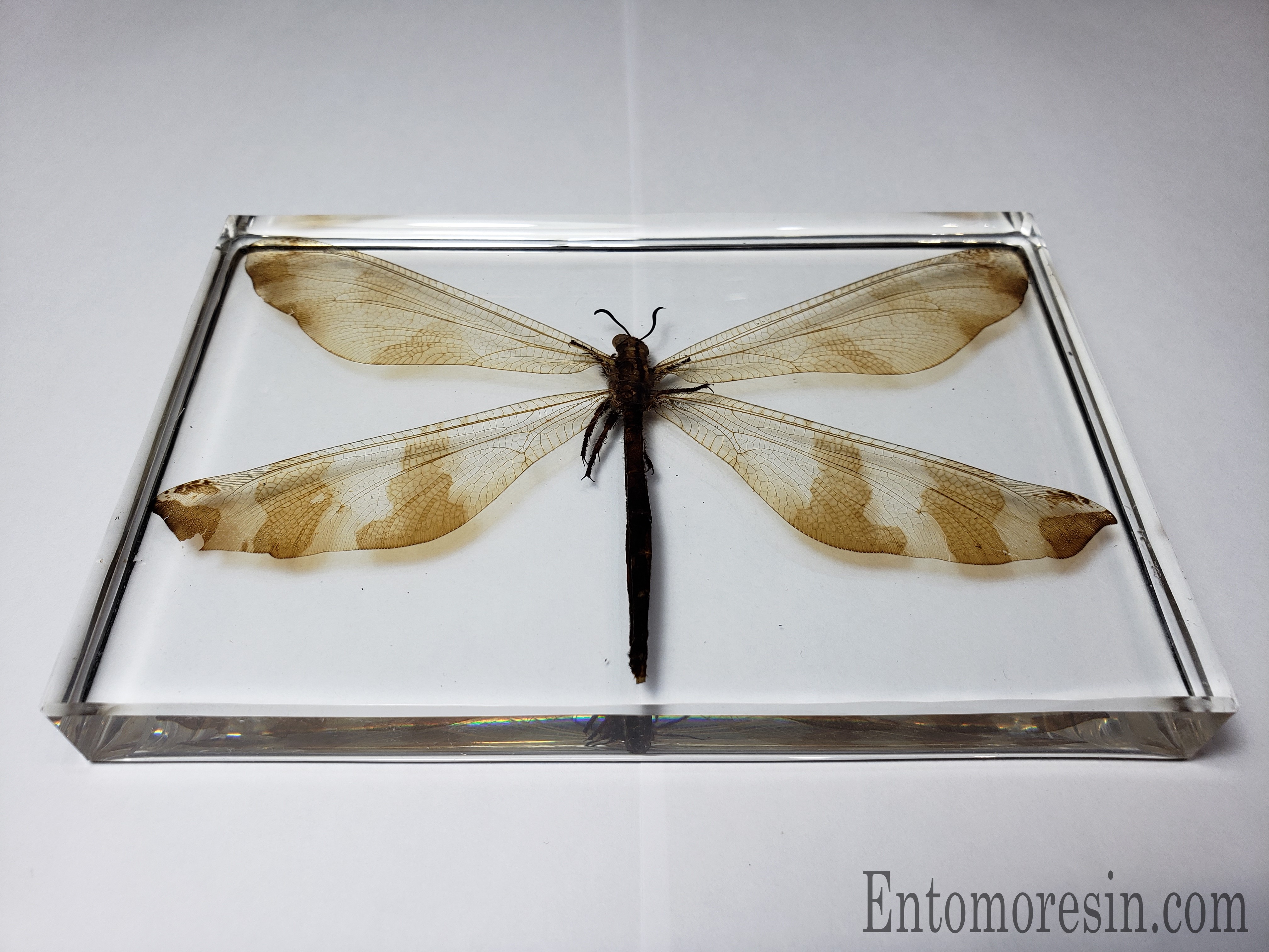 MYRMELEONTIDAE / ANTLIONS EMBEDDED IN CASTING RESIN