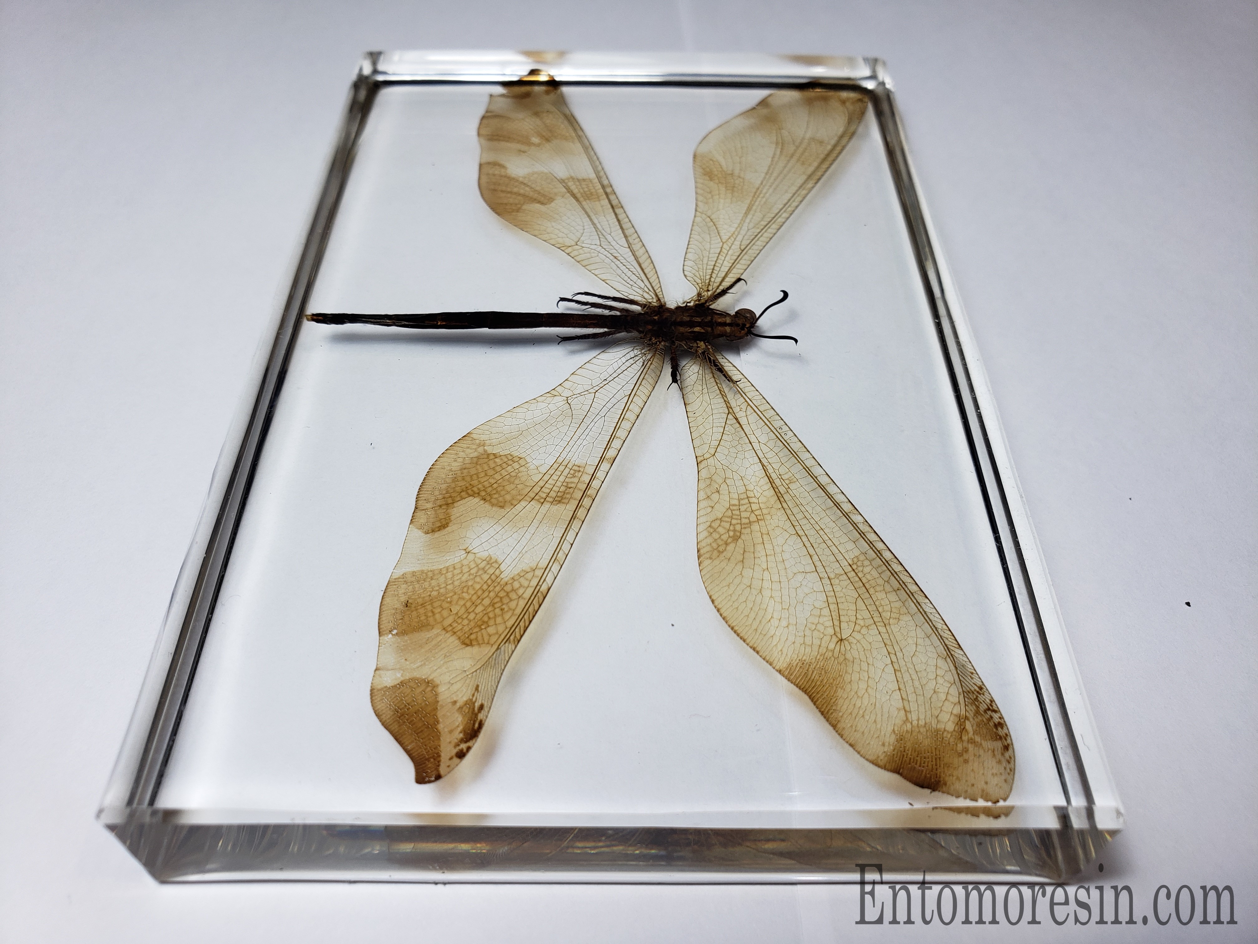 MYRMELEONTIDAE / ANTLIONS EMBEDDED IN CASTING RESIN