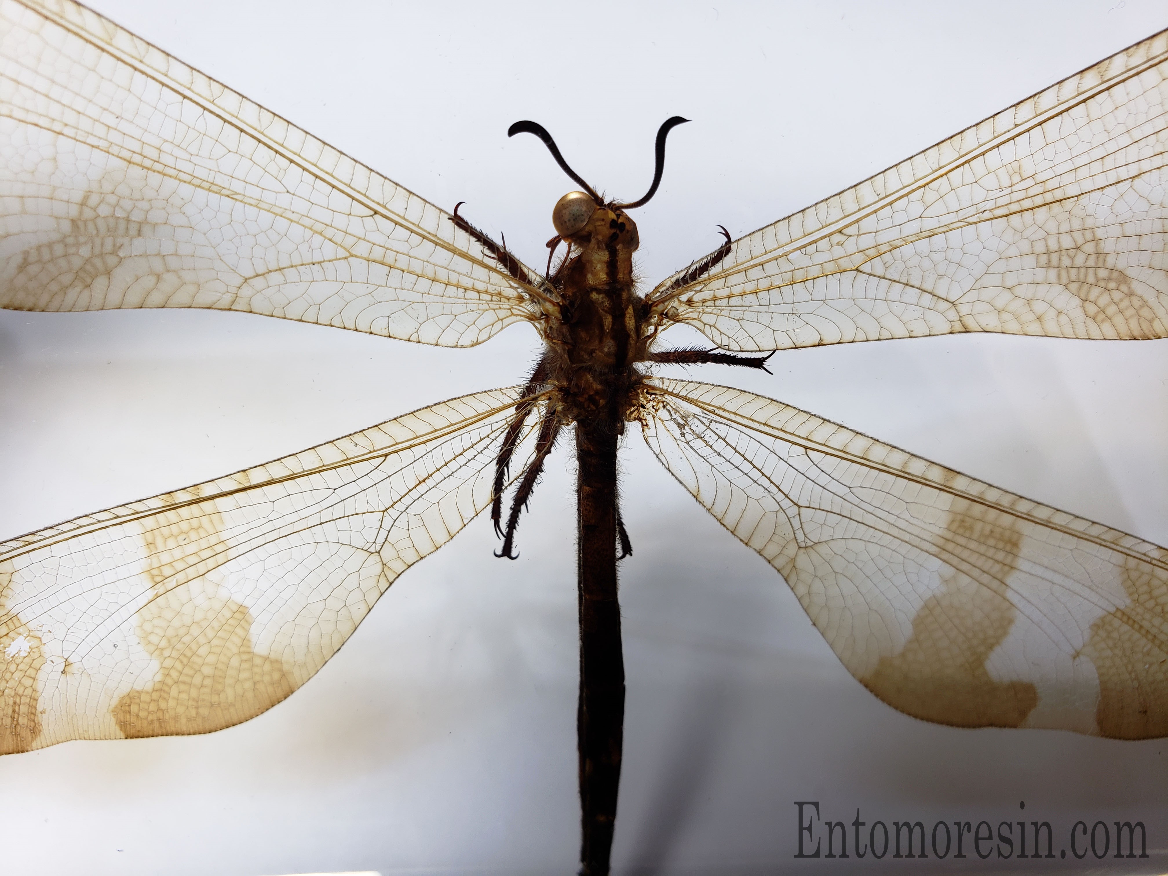 MYRMELEONTIDAE / ANTLIONS EMBEDDED IN CASTING RESIN