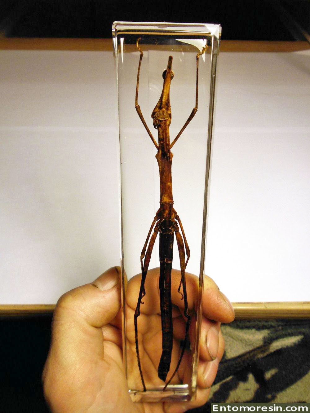 PROSCOPIIDAE - NEOTROPICAL STICK GRASSHOPPER ( JUMPING STICK ) EMBEDDED ...